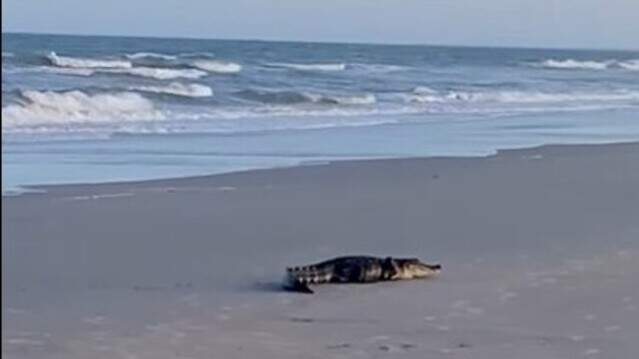 Alligator spotted taking a walk on SC beach, find out where | Myrtle ...