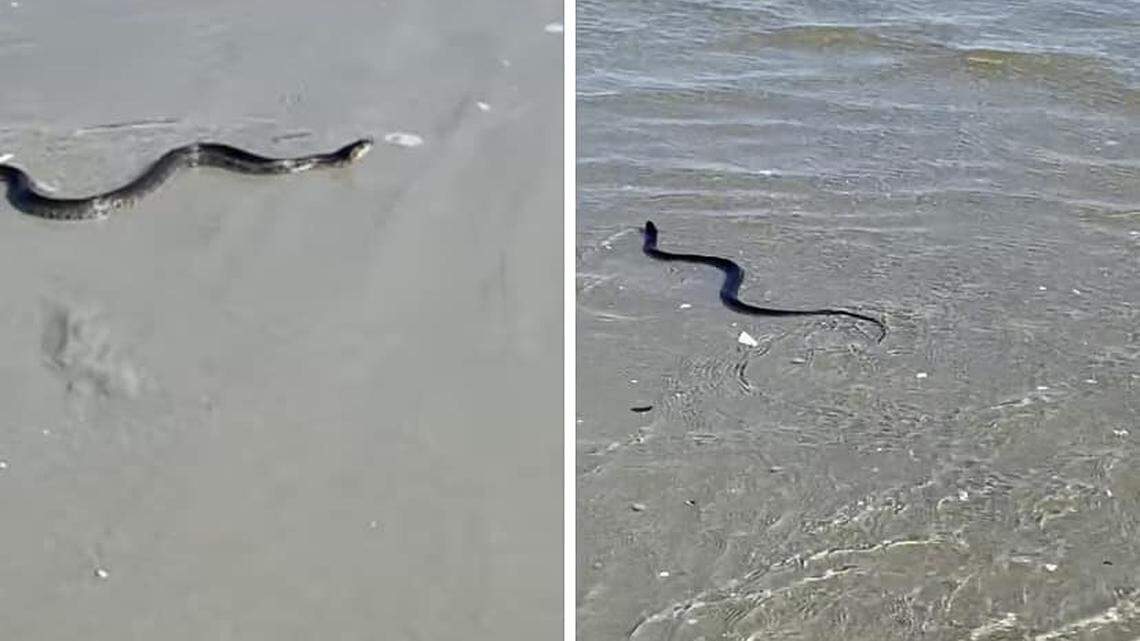 Snake spotted in the sands of Surfside Beach South Carolina | Myrtle ...
