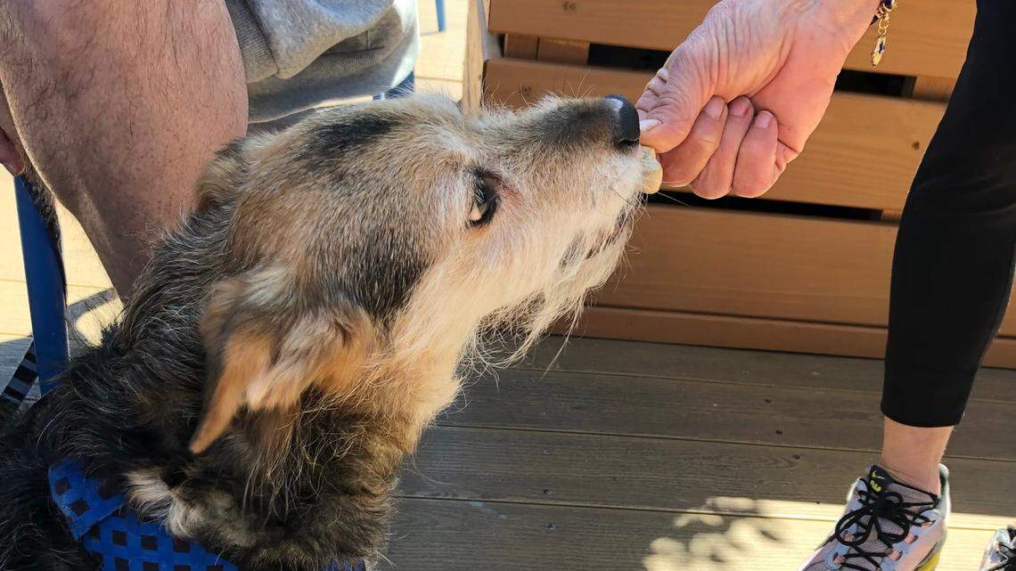 Where to find dog friendly restaurants in Myrtle Beach, SC | Myrtle ...