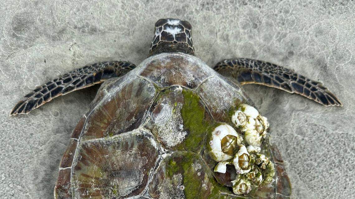 SC beachgoers may see stunned, cold sea turtles as temps fall | Myrtle ...