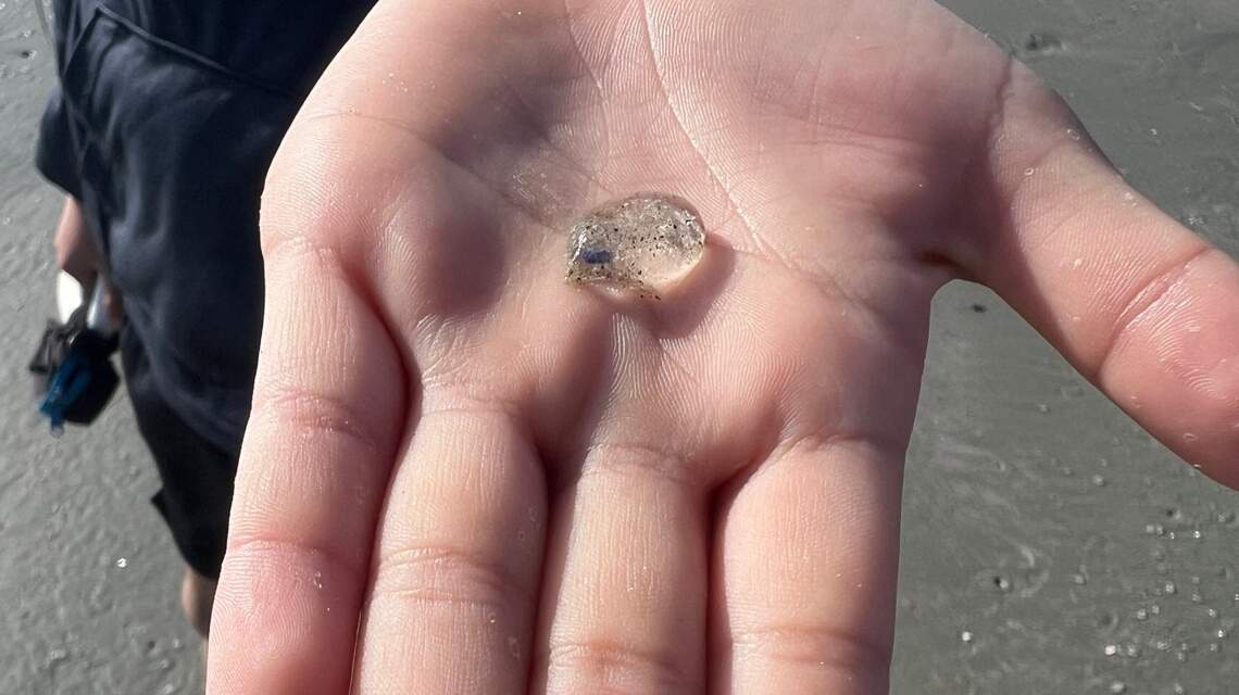 Thousands of gelatinous blobs wash up around Myrtle Beach | Myrtle ...