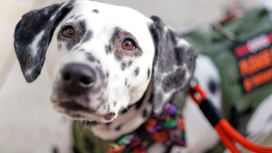 Photos: Dog relieves travel stress at Myrtle Beach airport | Myrtle ...