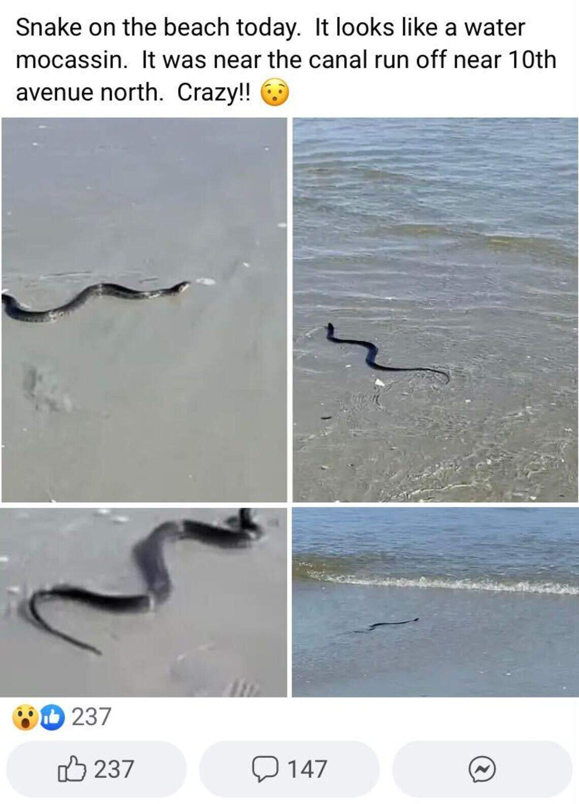 Snake spotted in the sands of Surfside Beach South Carolina | Myrtle ...