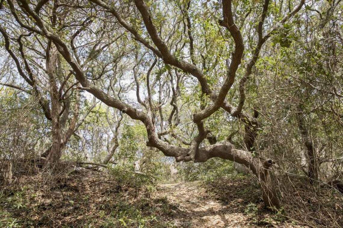 A guide to finding a nature walks near Myrtle Beach, S.C. | Myrtle ...