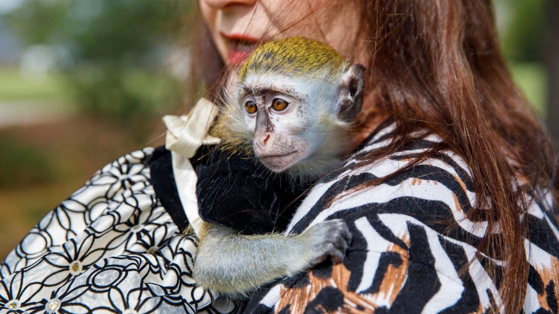 Meet owners of pet monkeys around Myrtle Beach, SC | The State