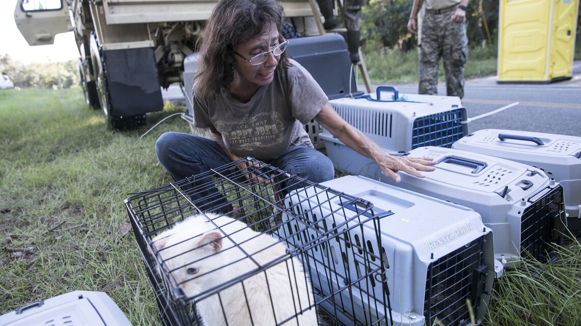 Hurricane Florence: 12 cats saved from Conway flooding | Myrtle Beach ...