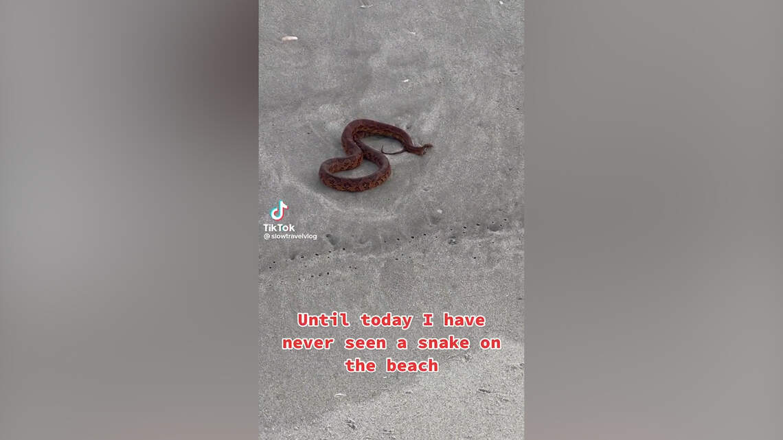 Viral TikTok shows snake on the sand in South Carolina beach | Myrtle ...
