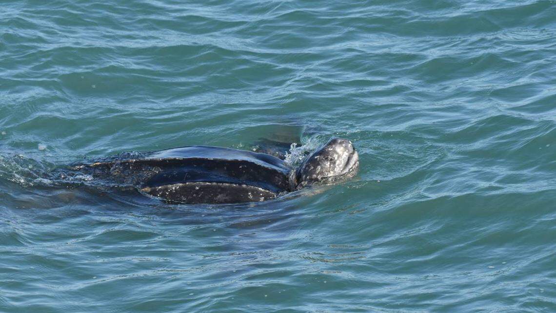 Myrtle Beach leatherback sea turtles: see them from fishing piers ...