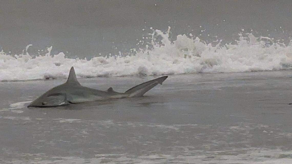 What should you do if you find a shark stranded on the beach? | Myrtle ...