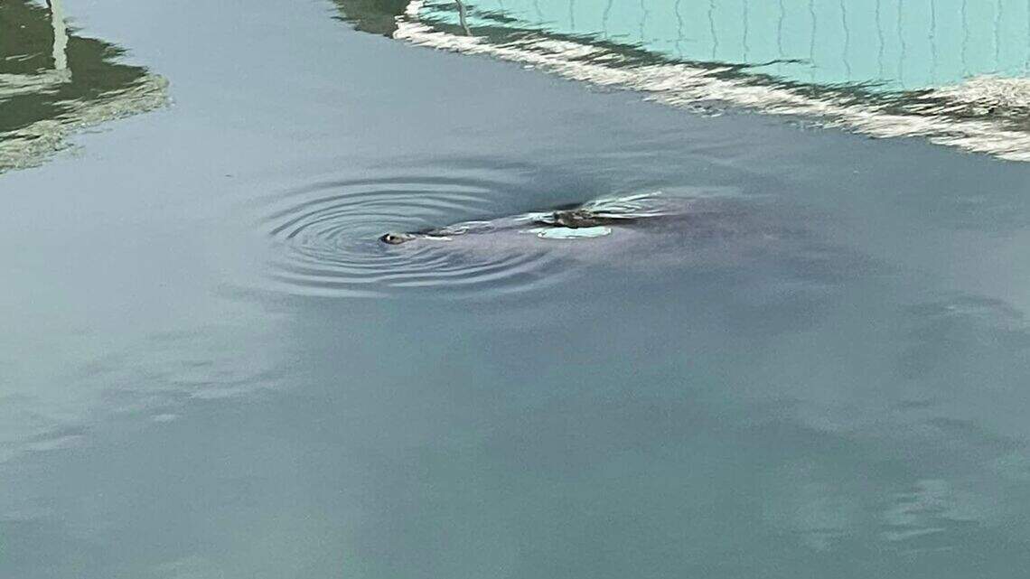A manatee was spotted in North Myrtle Beach, SC ocean | Myrtle Beach ...