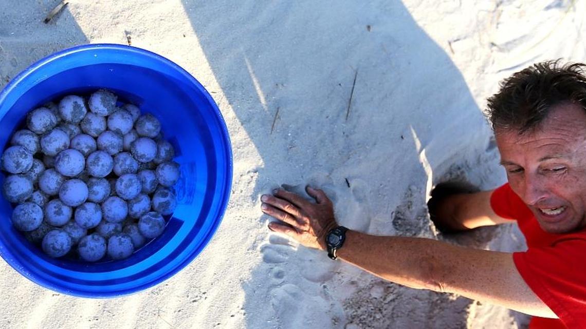 Sea turtles nesting in Myrtle Beach, South Carolina in record numbers ...